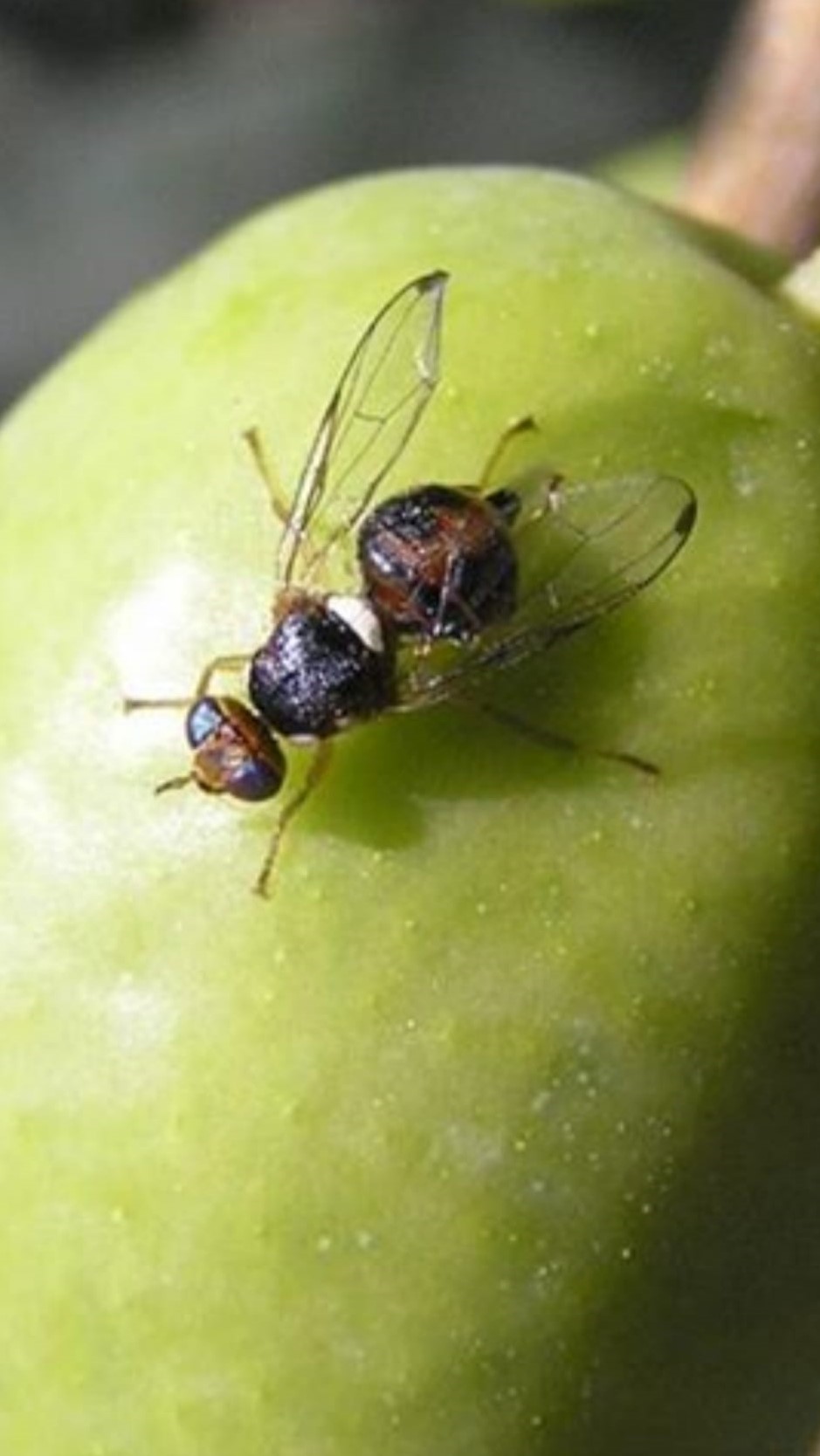 ¿Cómo Combatir a la mosca del olivo? - Burgos Salaverry